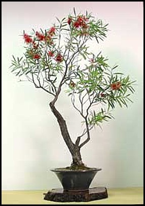 Callistemon ‘Captain Cook’ is a horticultural selection from a seedling ...