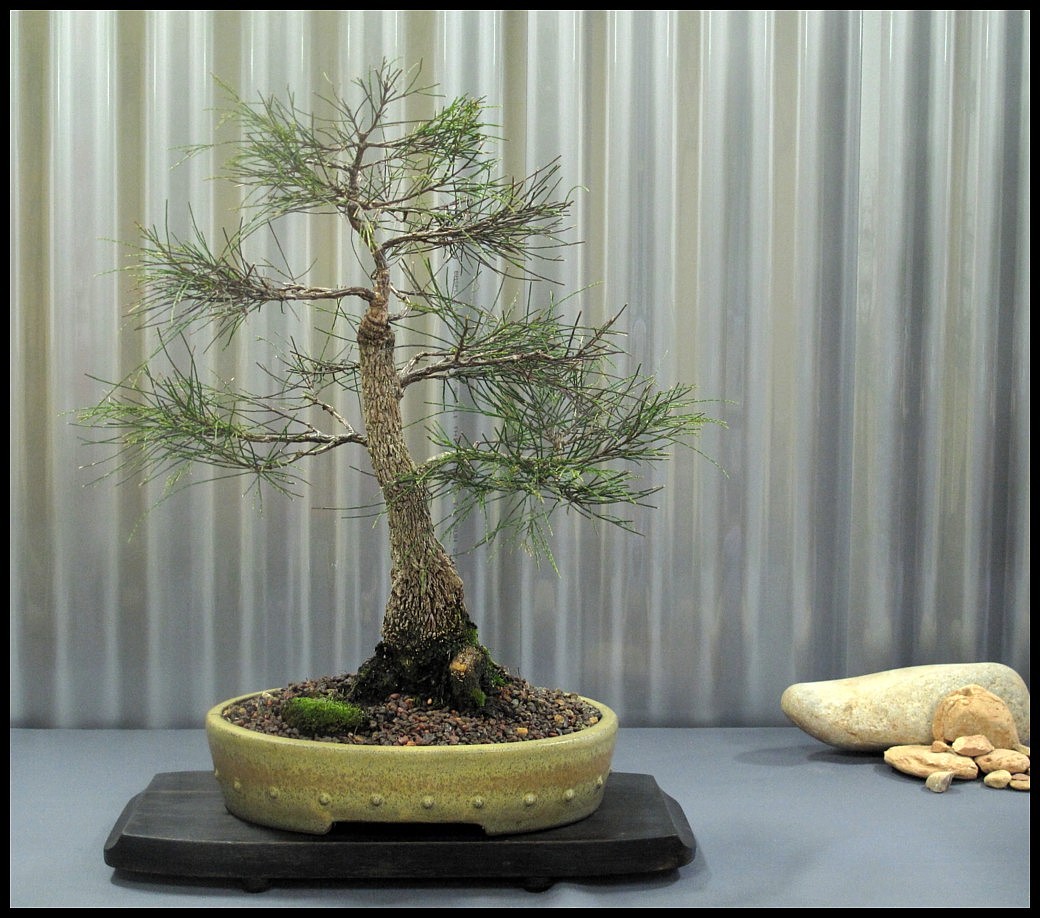 Allocasuarina torulosa