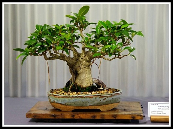 Illawarra Bonsai Society